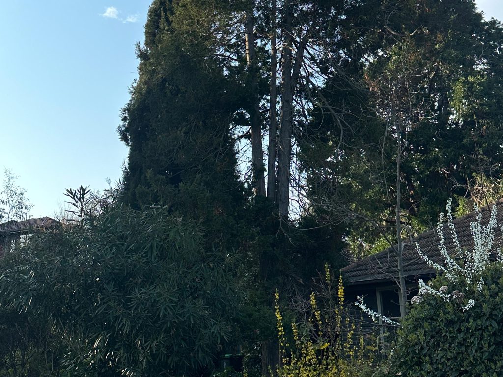 Tree Removal - Connelly Trees