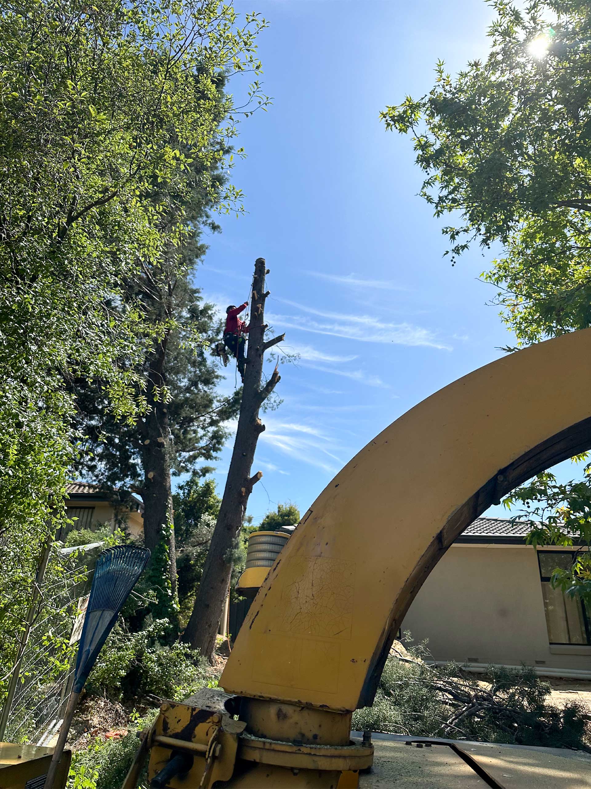 Connelly Tree Services